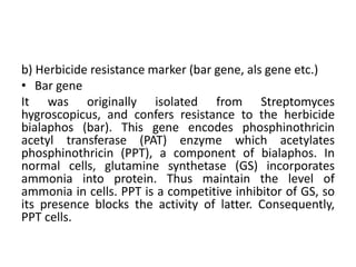 Reporter genes | PPTX