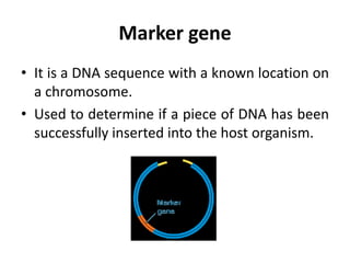 Reporter genes | PPTX