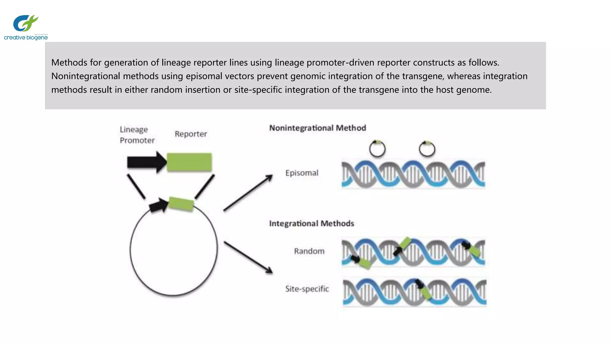 Reporter stem cells generation | PPT