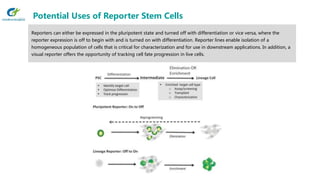 Reporter stem cells generation | PPT