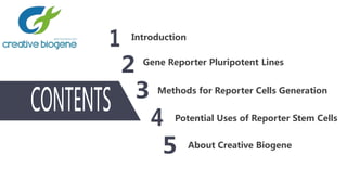 Reporter stem cells generation | PPT
