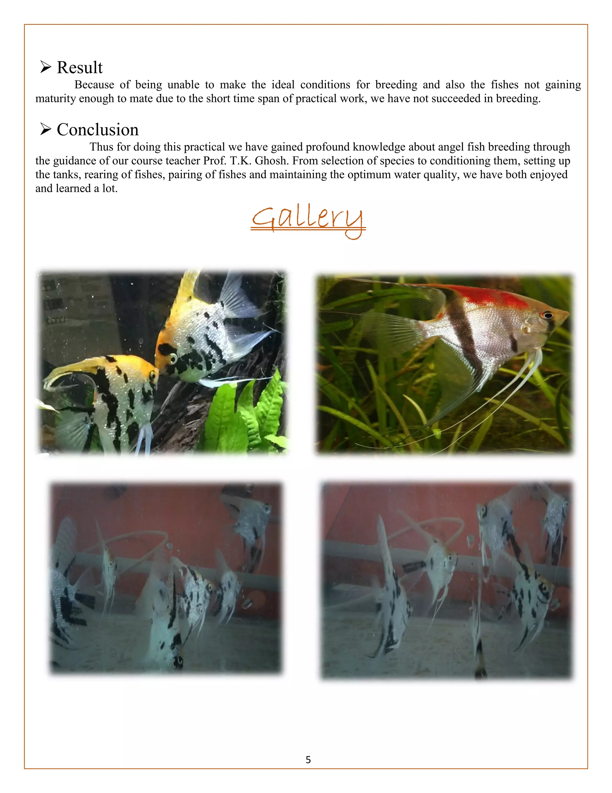 Breeding Report of angle | PDF