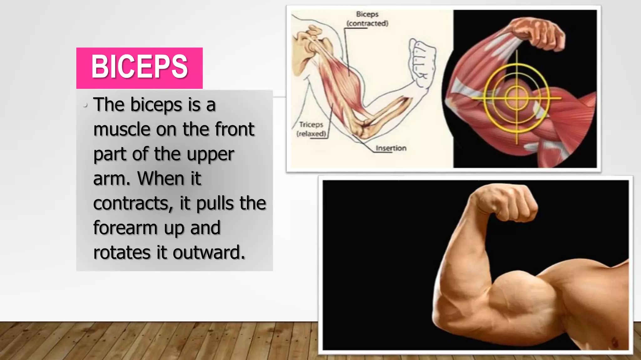 Anatomy and Physiology (basketball) | PPTX