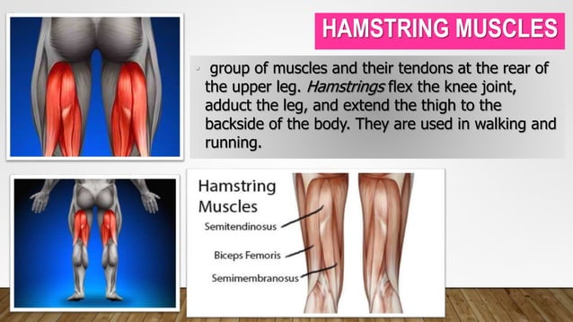 Anatomy and Physiology (basketball) | PPTX