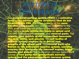 Report in biology (nervous system) | PPTX