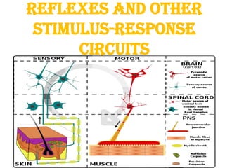 Report in biology (nervous system) | PPTX