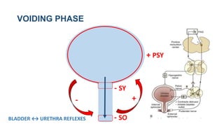 REPORTING URODYNAMIC STUDY | PPTX