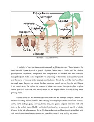 Seed Germination | DOCX