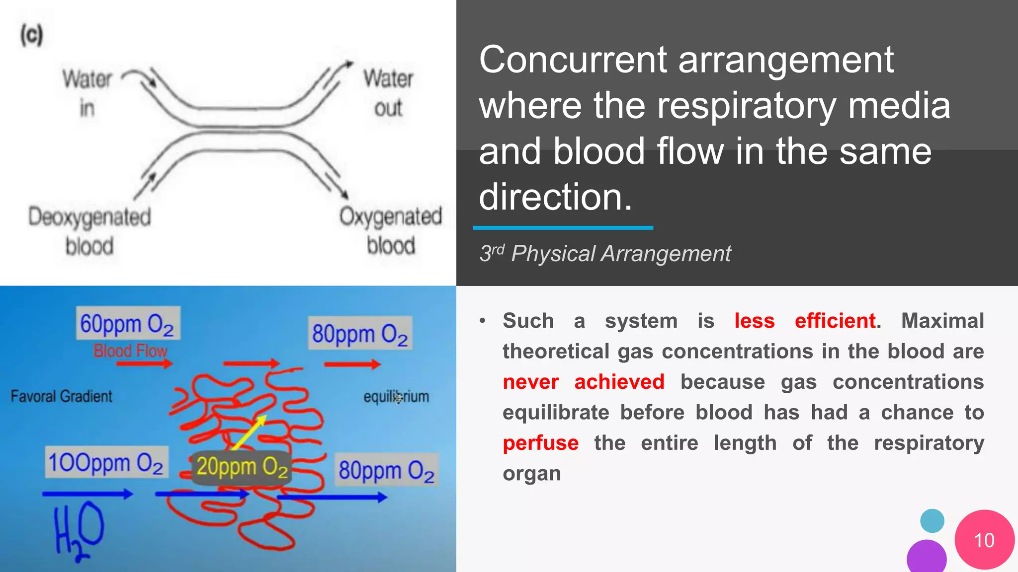 Gas Exchange | PPT