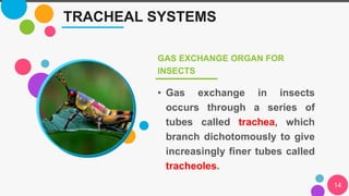 Gas Exchange | PPTX