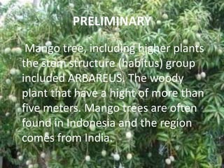 Report mango tree (natalia sandra xi ipa 8 23) | PPTX