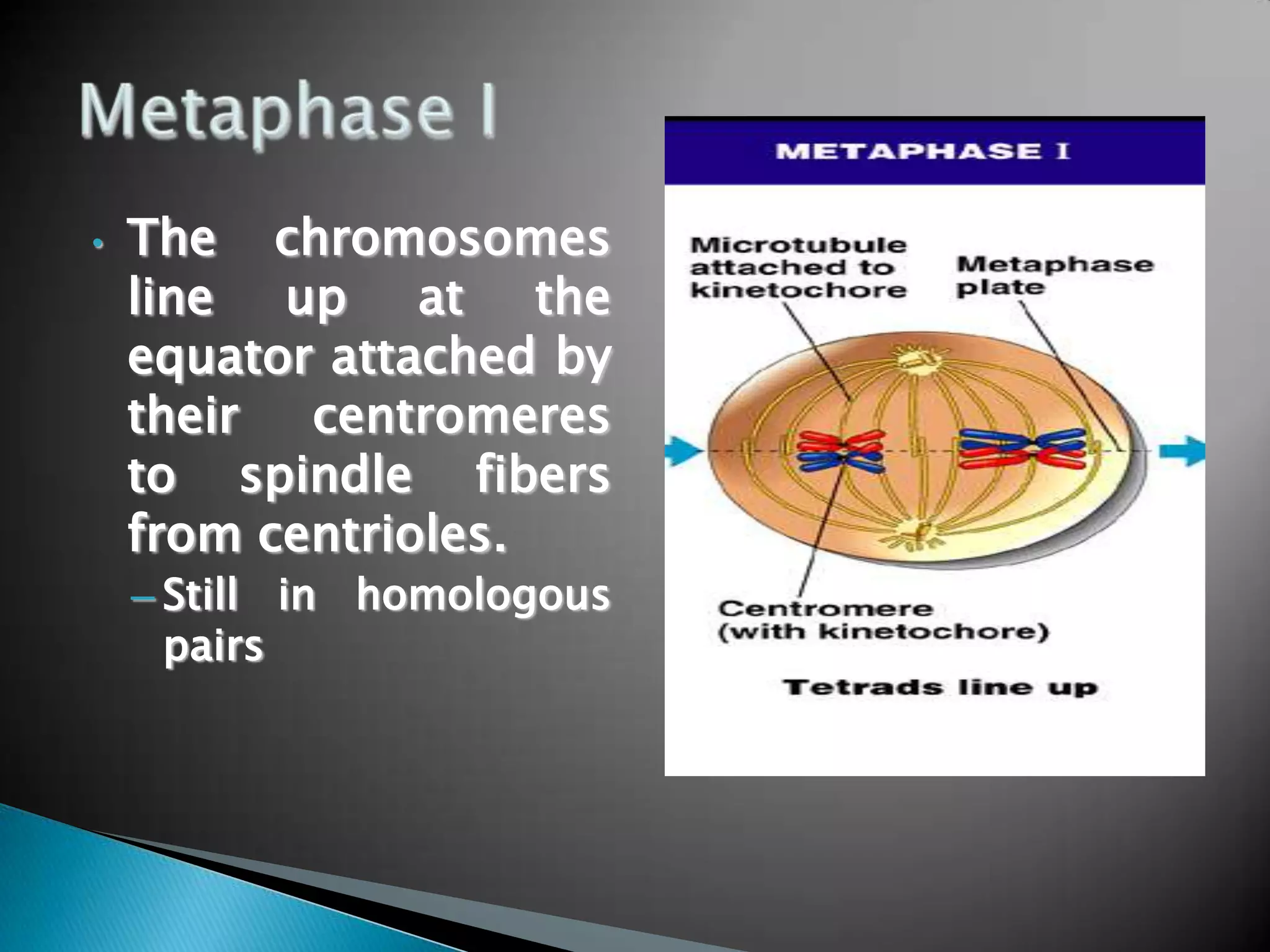 Meiosis | PPTX | Infertility | Reproductive Health