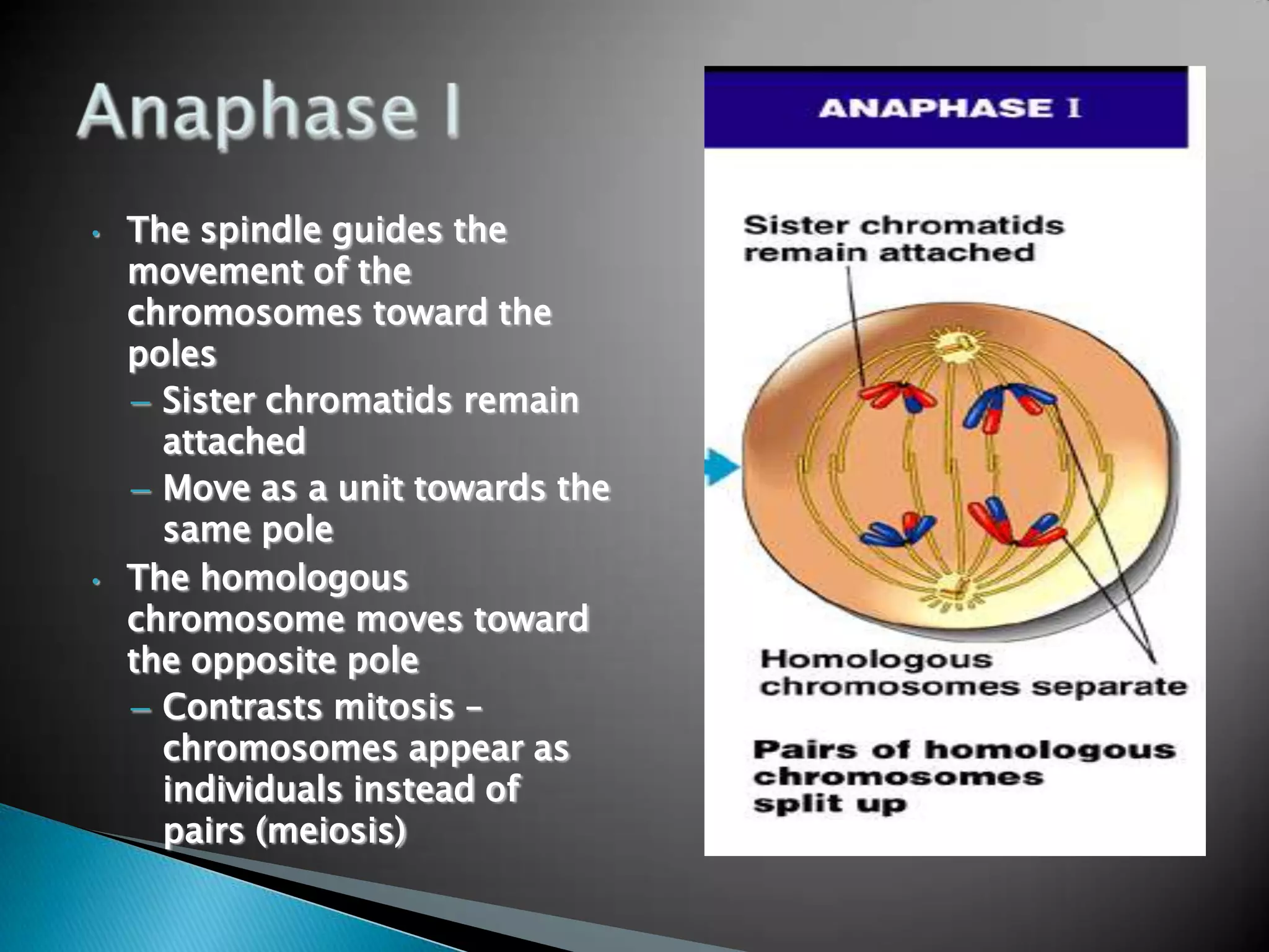 Meiosis | PPTX | Infertility | Reproductive Health