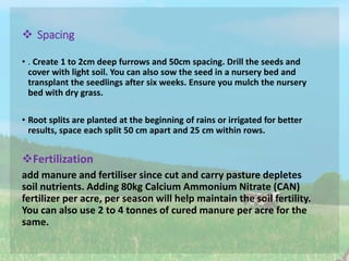REPORT OF PASTURE ESTABLISHMENT.pptx