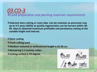 REPORT OF PASTURE ESTABLISHMENT.pptx