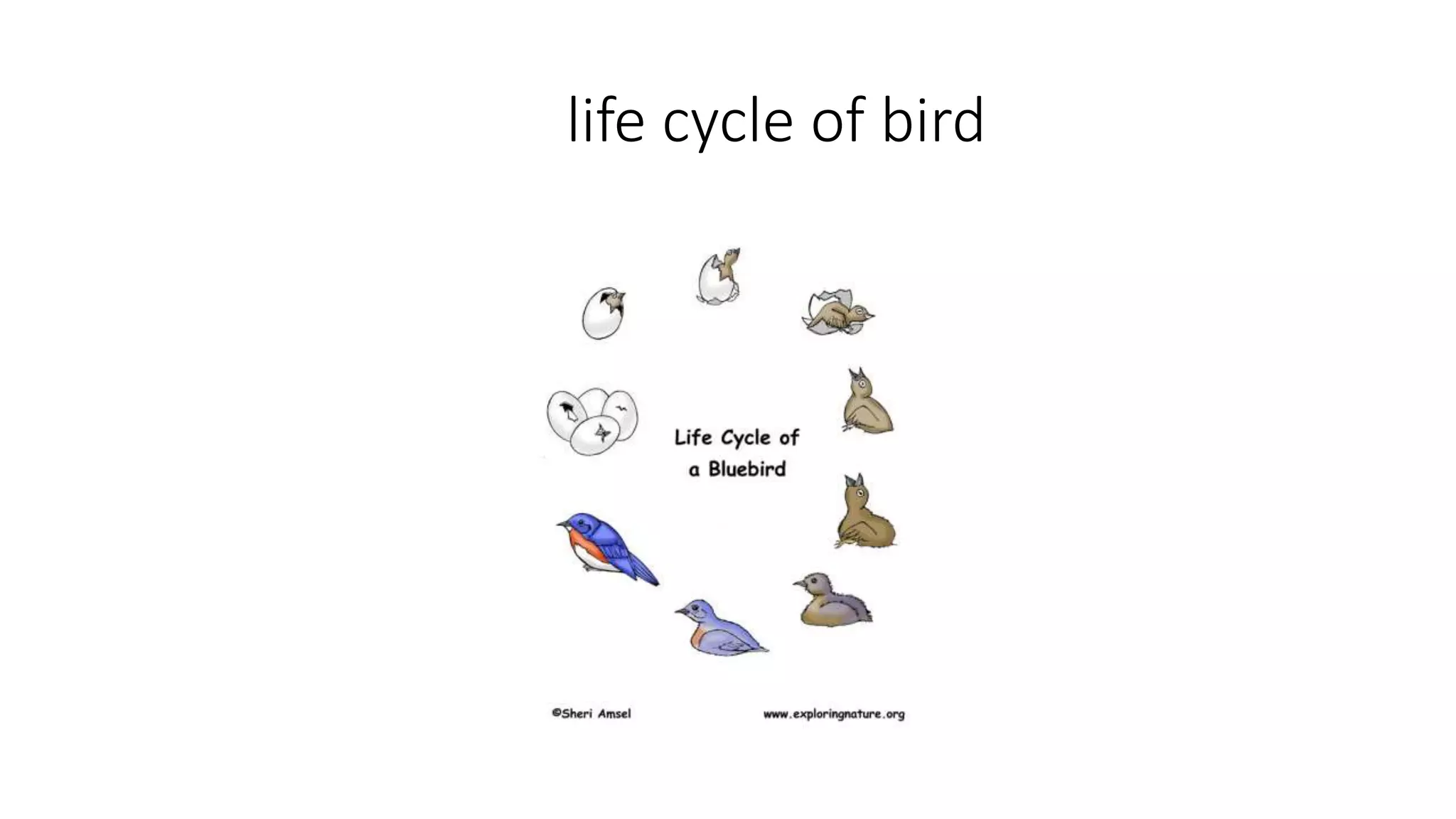 Report on life cycles | PPT