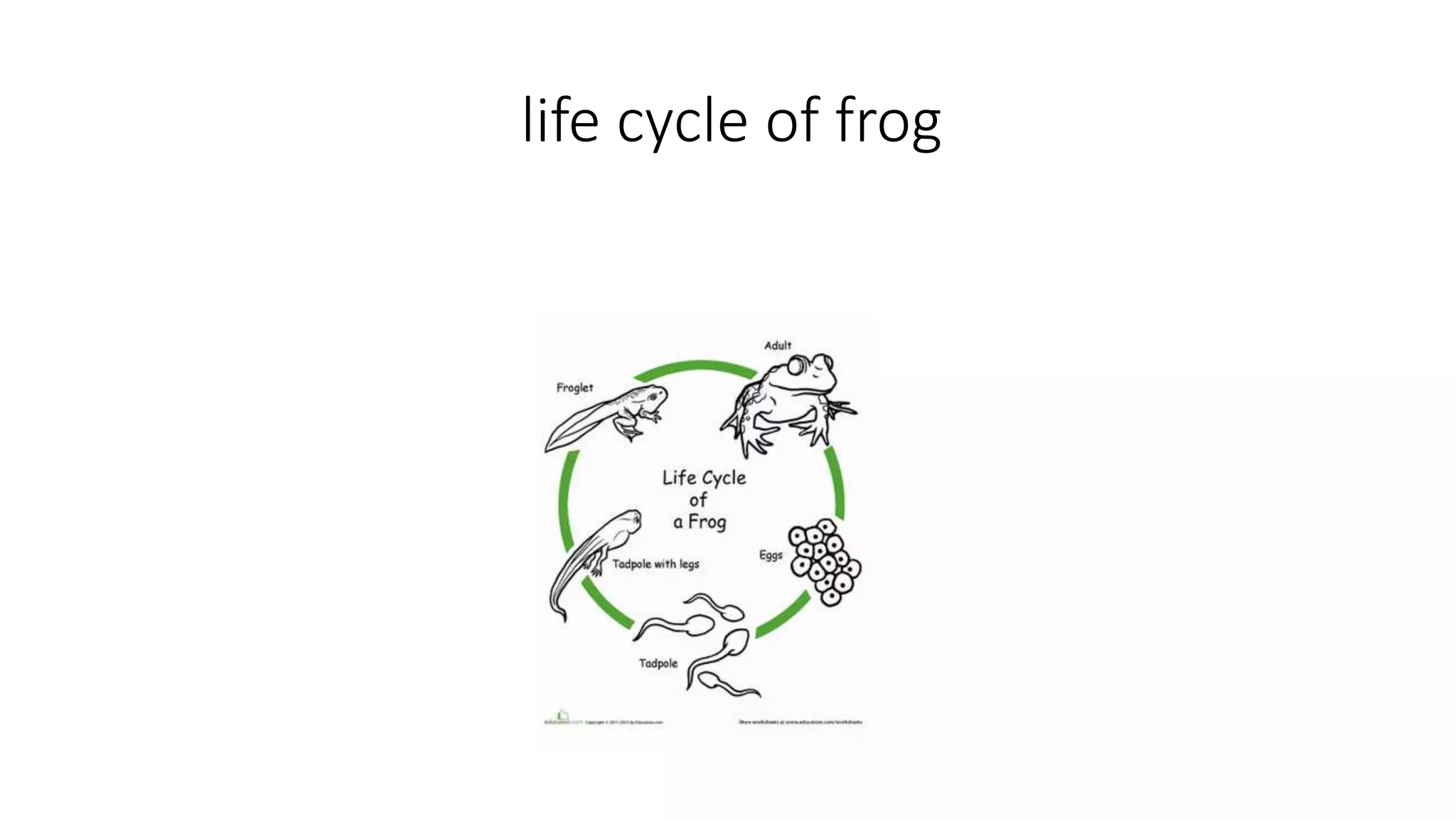 Report on life cycles | PPT