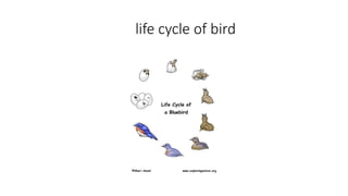 Report on life cycles | PPT