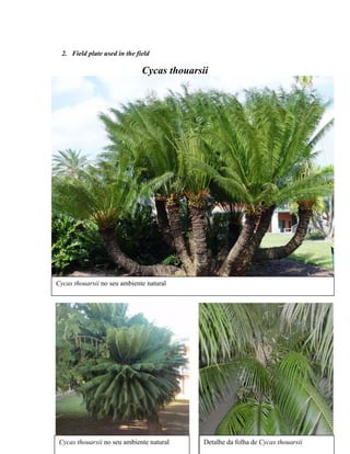 Report on ndf_cycas_thouarsii_final | PDF