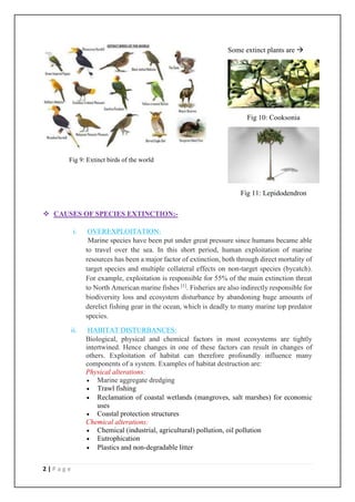 REPORT ON SPECIES EXTINCTION.docx