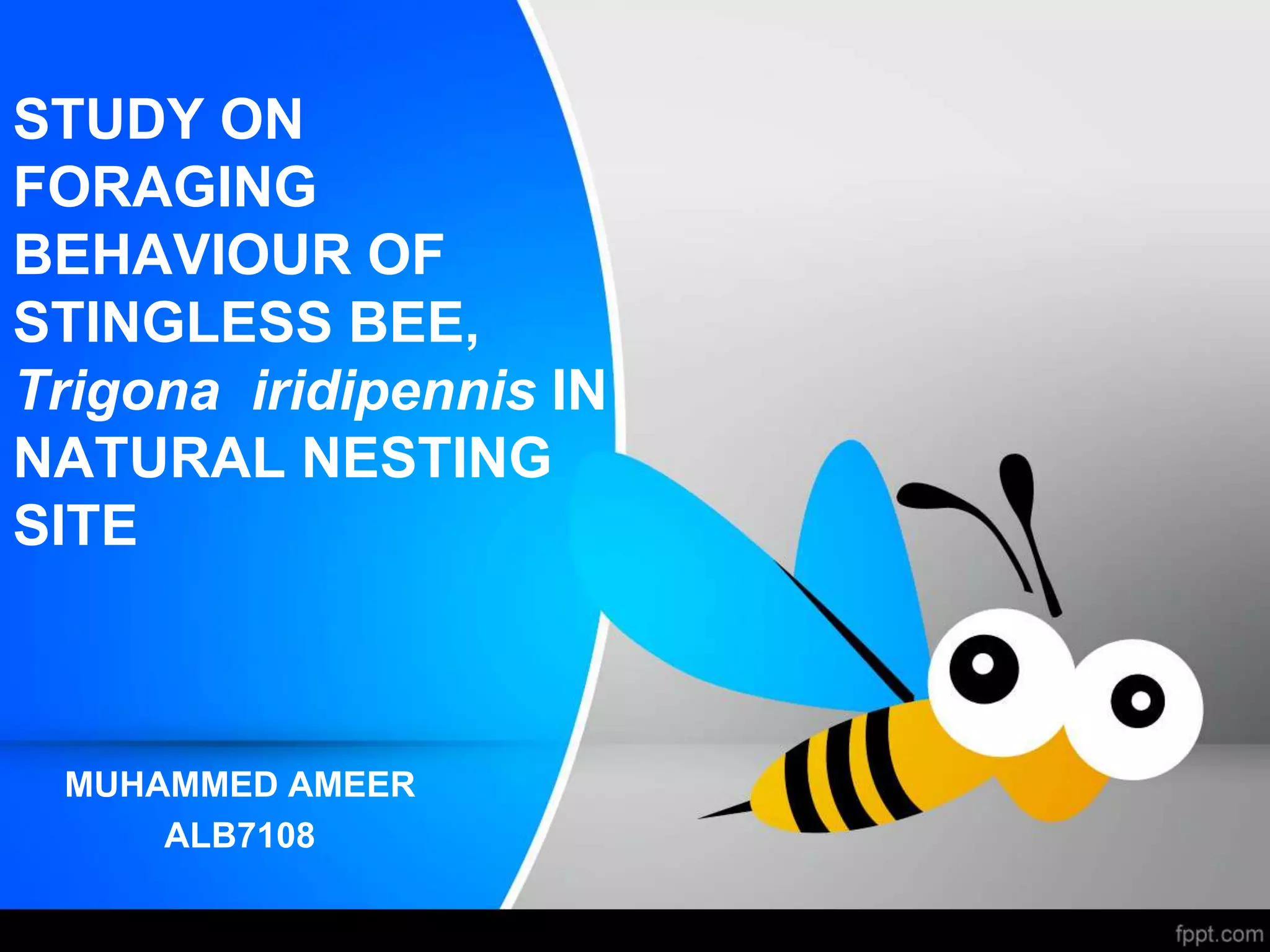 STUDY ON FORAGING BEHAVIOUR OF STINGLESS BEE, Trigona iridipennis IN ...