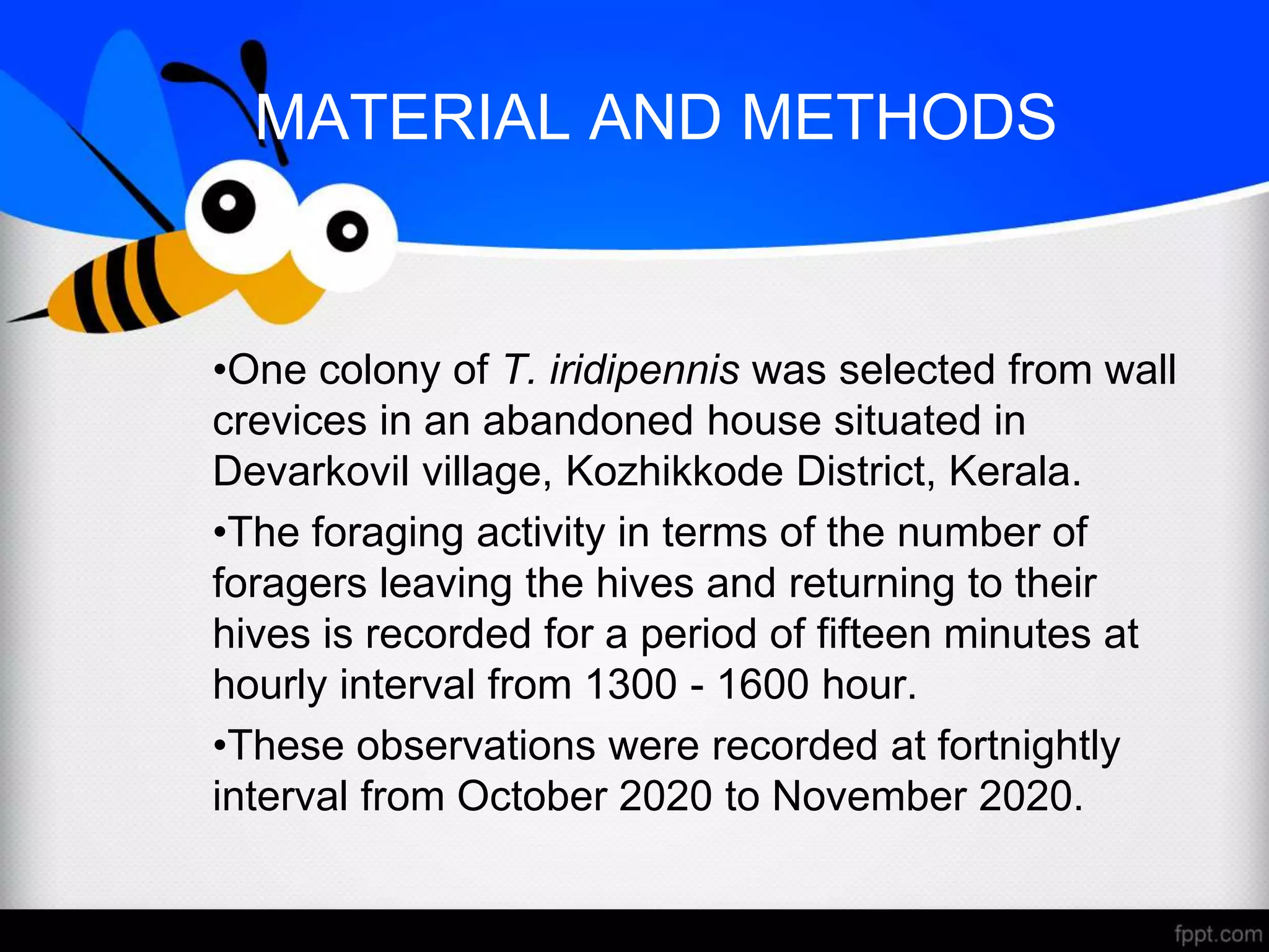 STUDY ON FORAGING BEHAVIOUR OF STINGLESS BEE, Trigona iridipennis IN ...