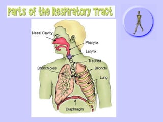 Report in Respiratory System | PPTX