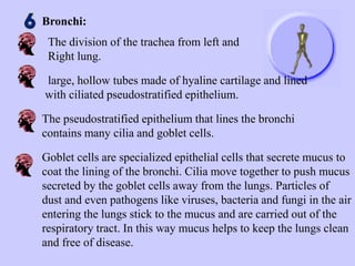 Report in Respiratory System | PPTX