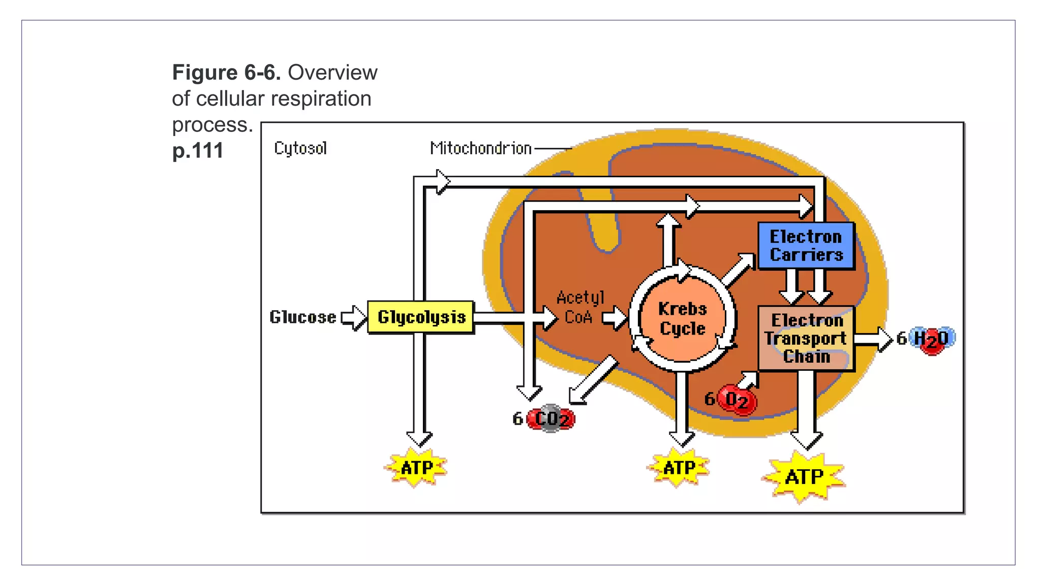 EARTH AND LIFE SCIENCE CHAPTER 6 BIOENERGETICS | PPTX