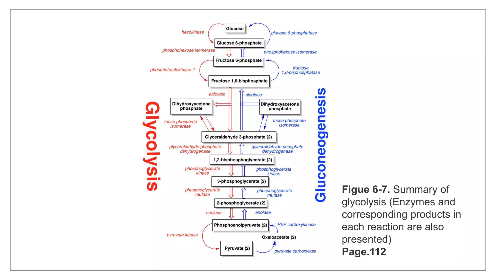 EARTH AND LIFE SCIENCE CHAPTER 6 BIOENERGETICS | PPTX