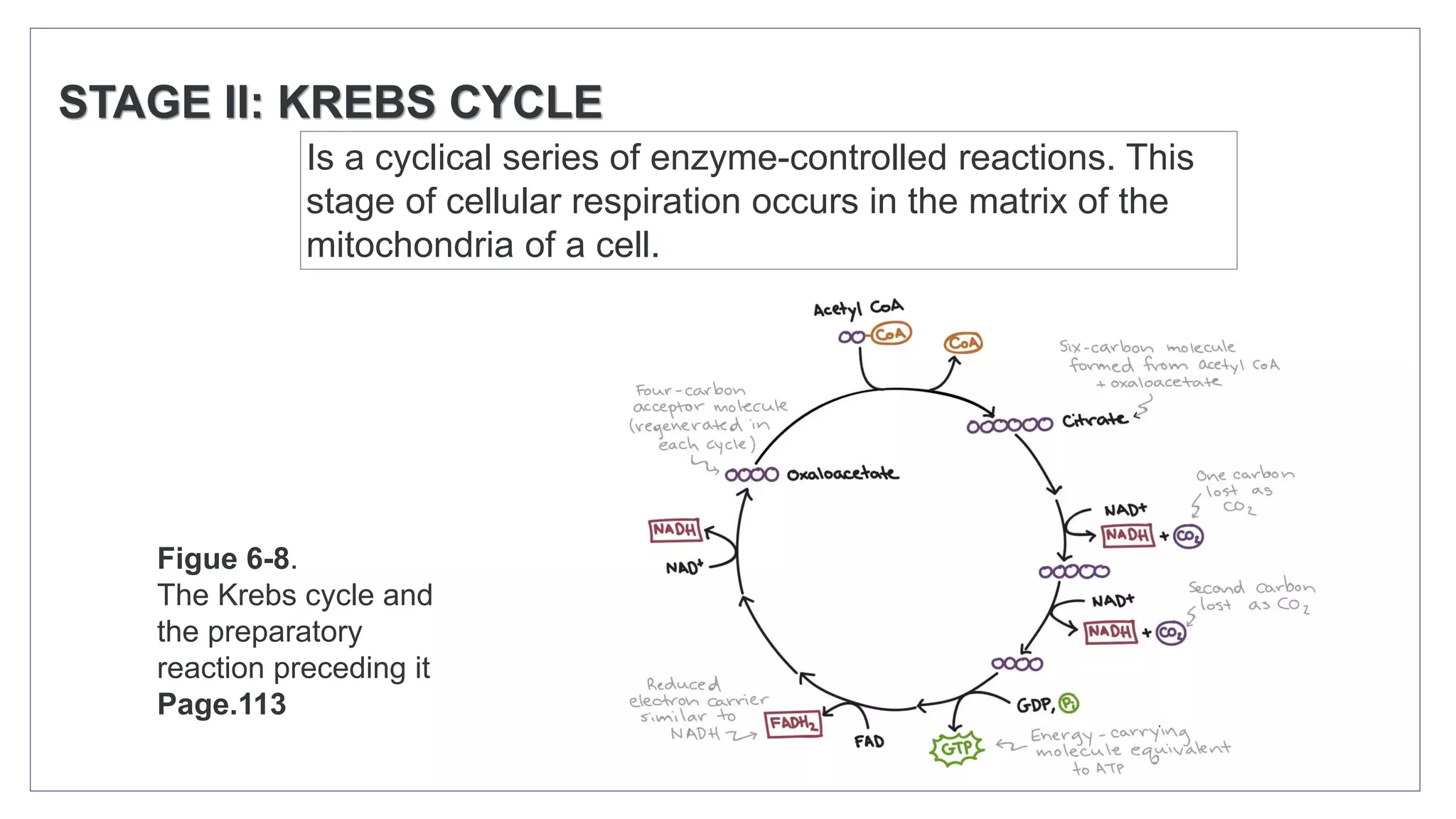 EARTH AND LIFE SCIENCE CHAPTER 6 BIOENERGETICS | PPTX