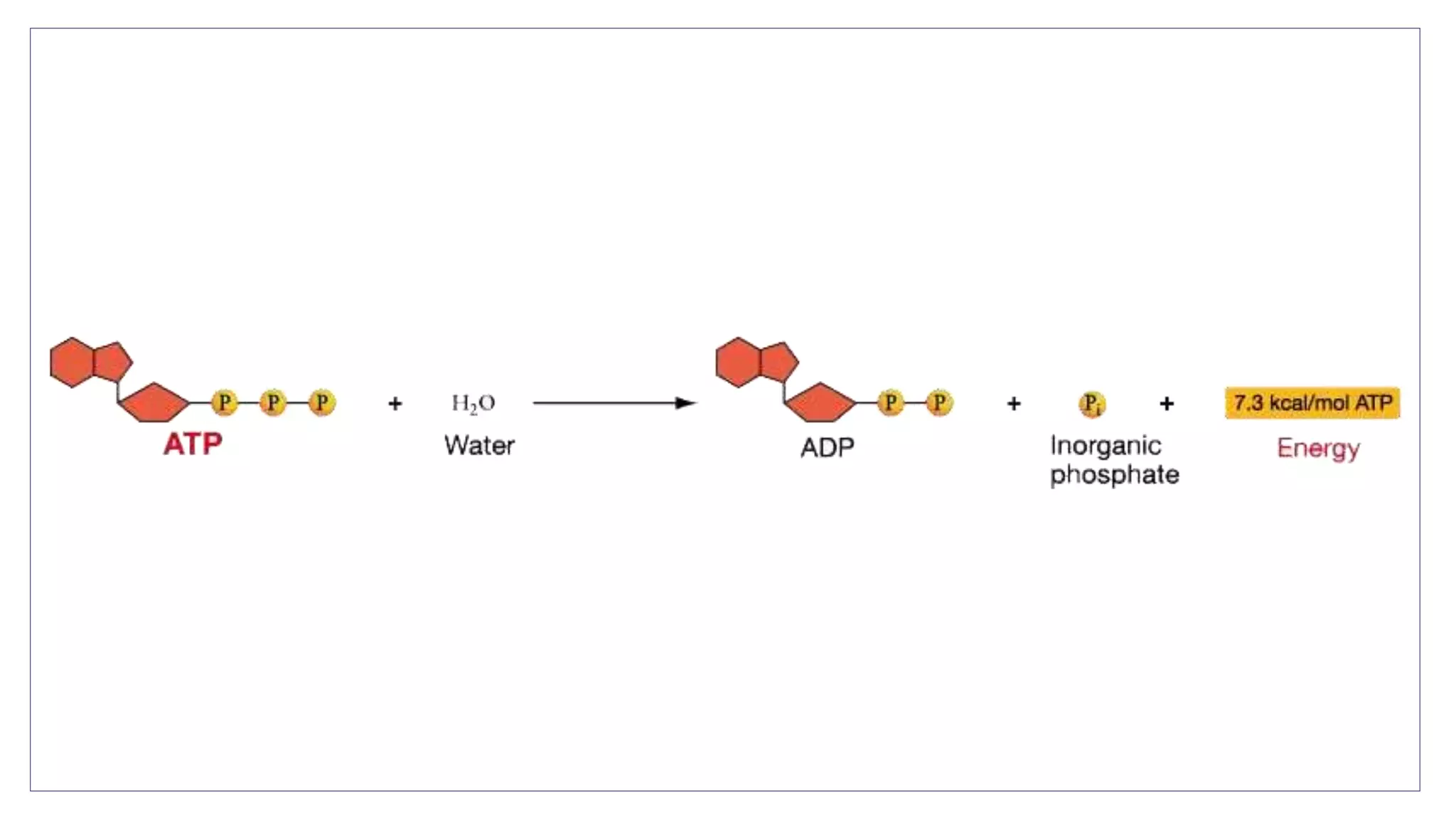 EARTH AND LIFE SCIENCE CHAPTER 6 BIOENERGETICS | PPTX