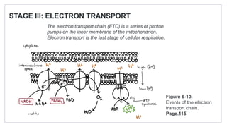 EARTH AND LIFE SCIENCE CHAPTER 6 BIOENERGETICS | PPTX