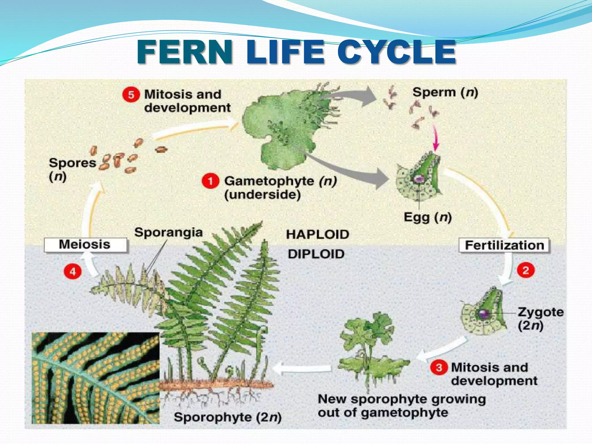 Science (ferns & mosses) | PPTX