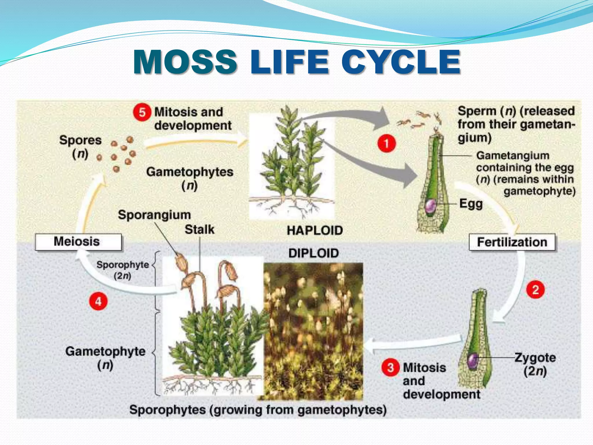 Science (ferns & mosses) | PPT
