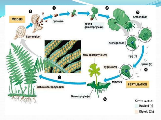 Science (ferns & mosses) | PPT