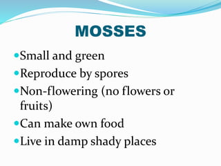 Science (ferns & mosses) | PPTX