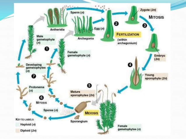 Science (ferns & mosses) | PPT
