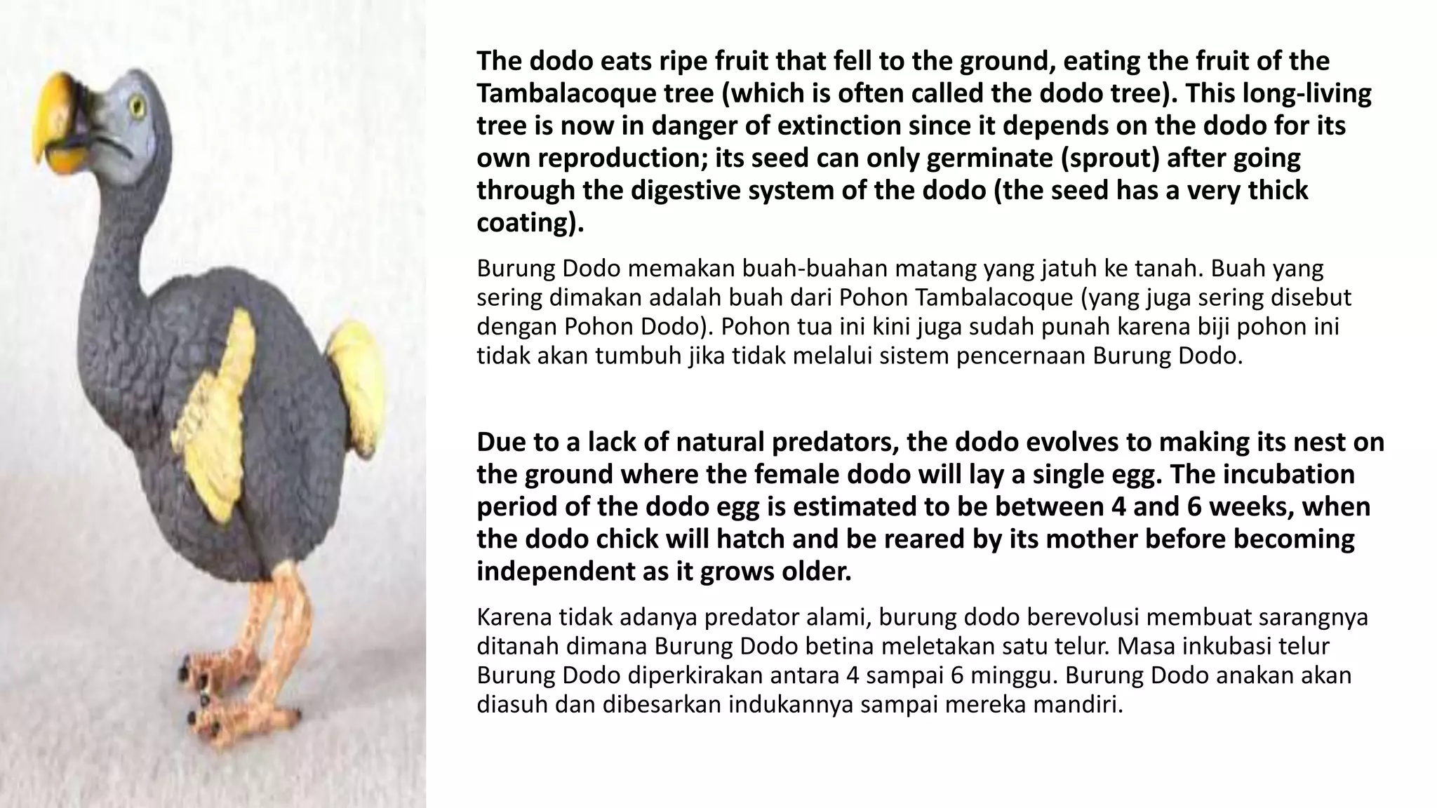 Report text in English | PPTX