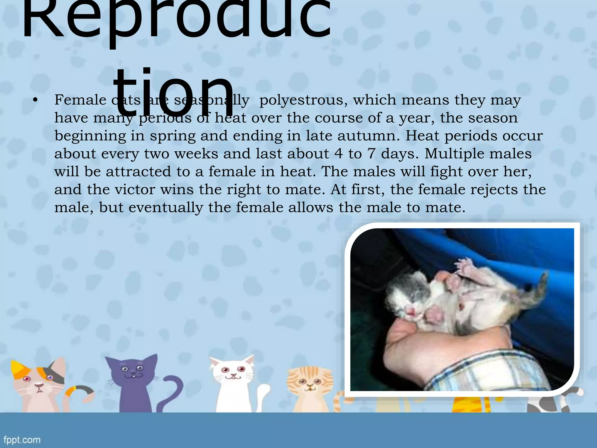 Report text "CAT" | PPTX