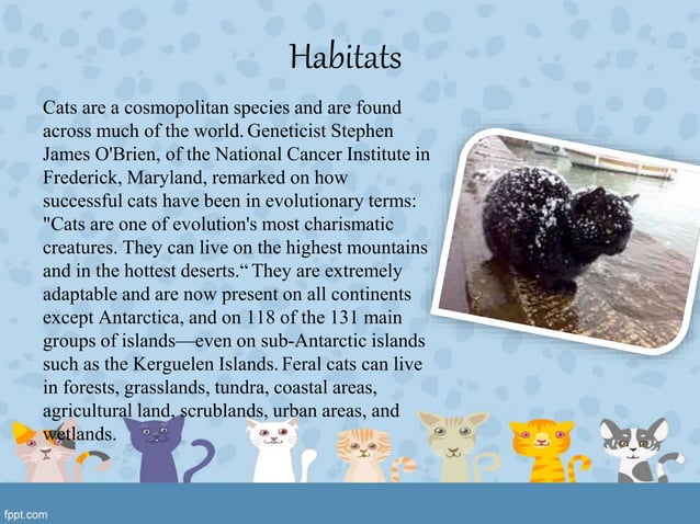 Report text "CAT" | PPTX