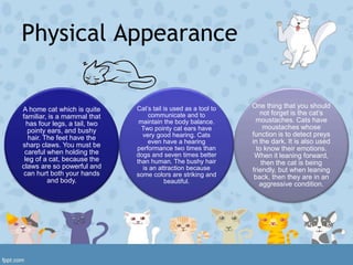 Report text "CAT" | PPTX