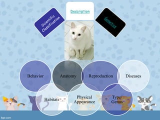 Report text "CAT" | PPTX