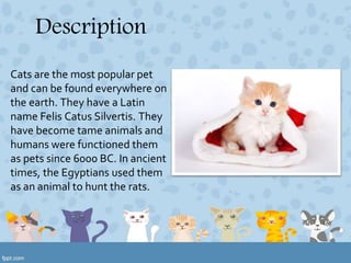 Report text "CAT" | PPTX