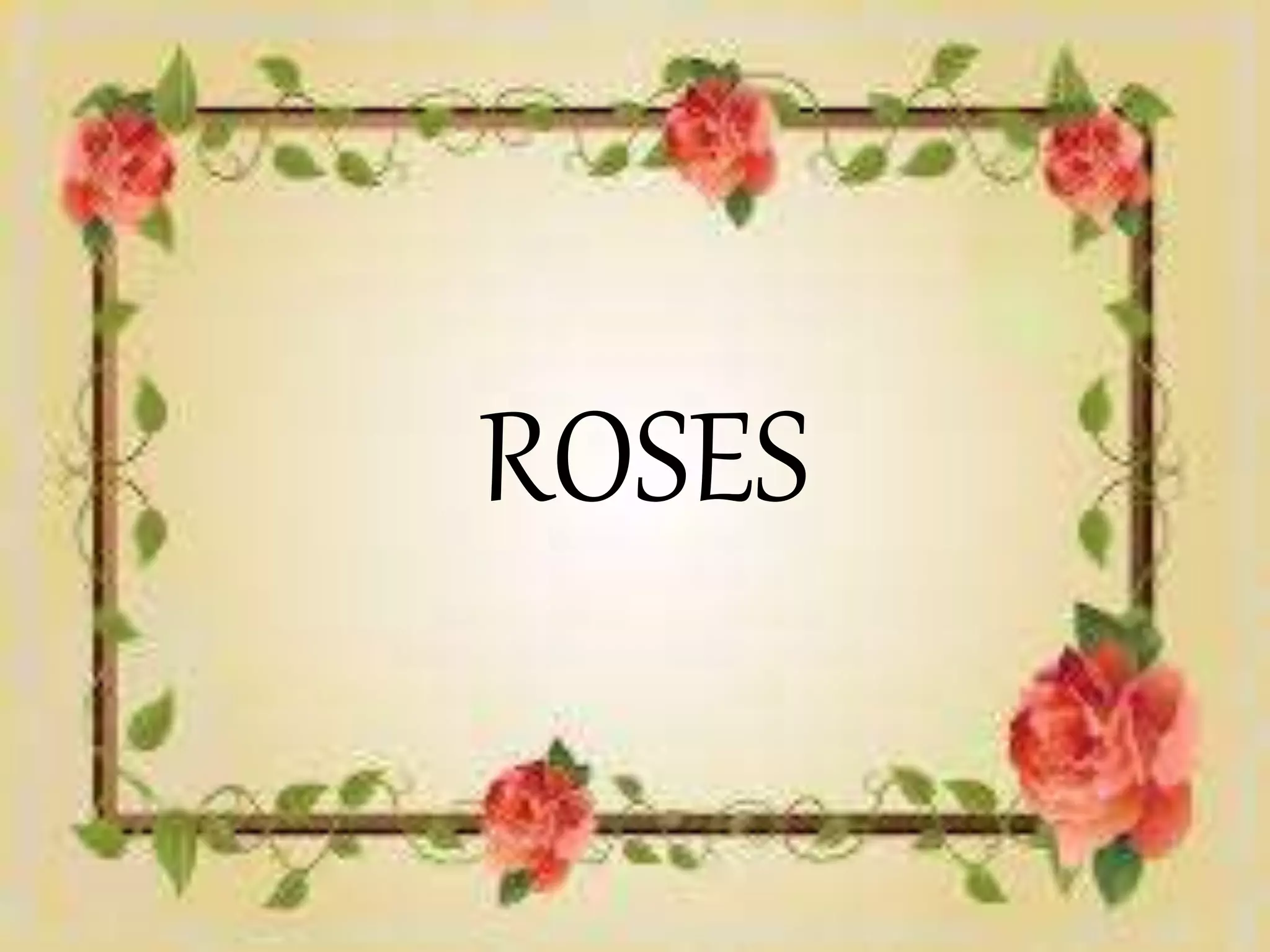 Report Text Roses | PPTX