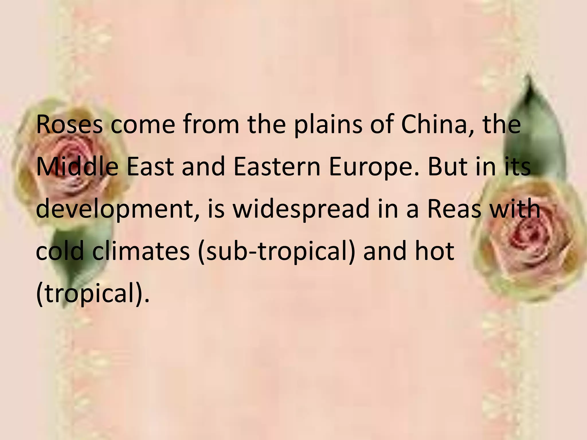 Report Text Roses | PPTX