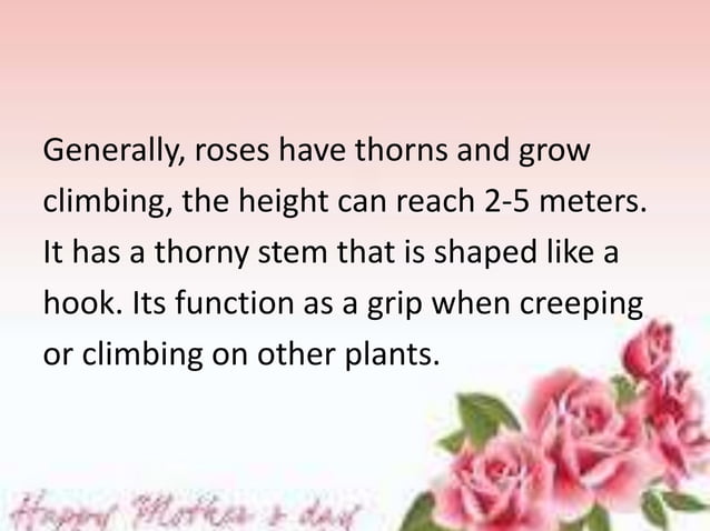 Report Text Roses | PPTX