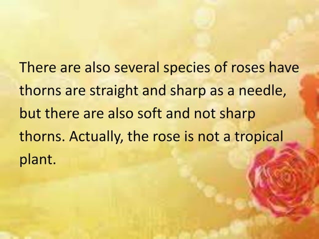 Report Text Roses | PPTX