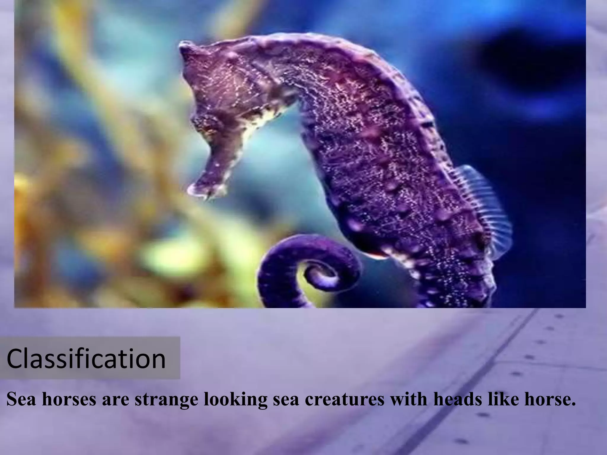 Report text sea horse | PPT