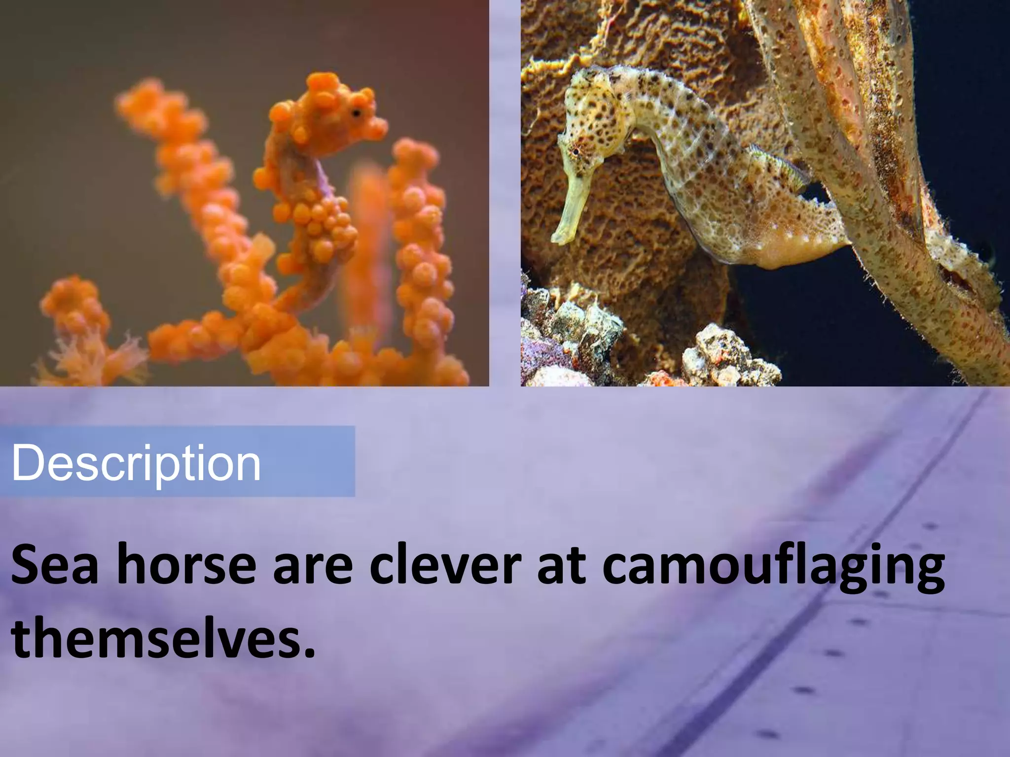 Report text sea horse | PPT
